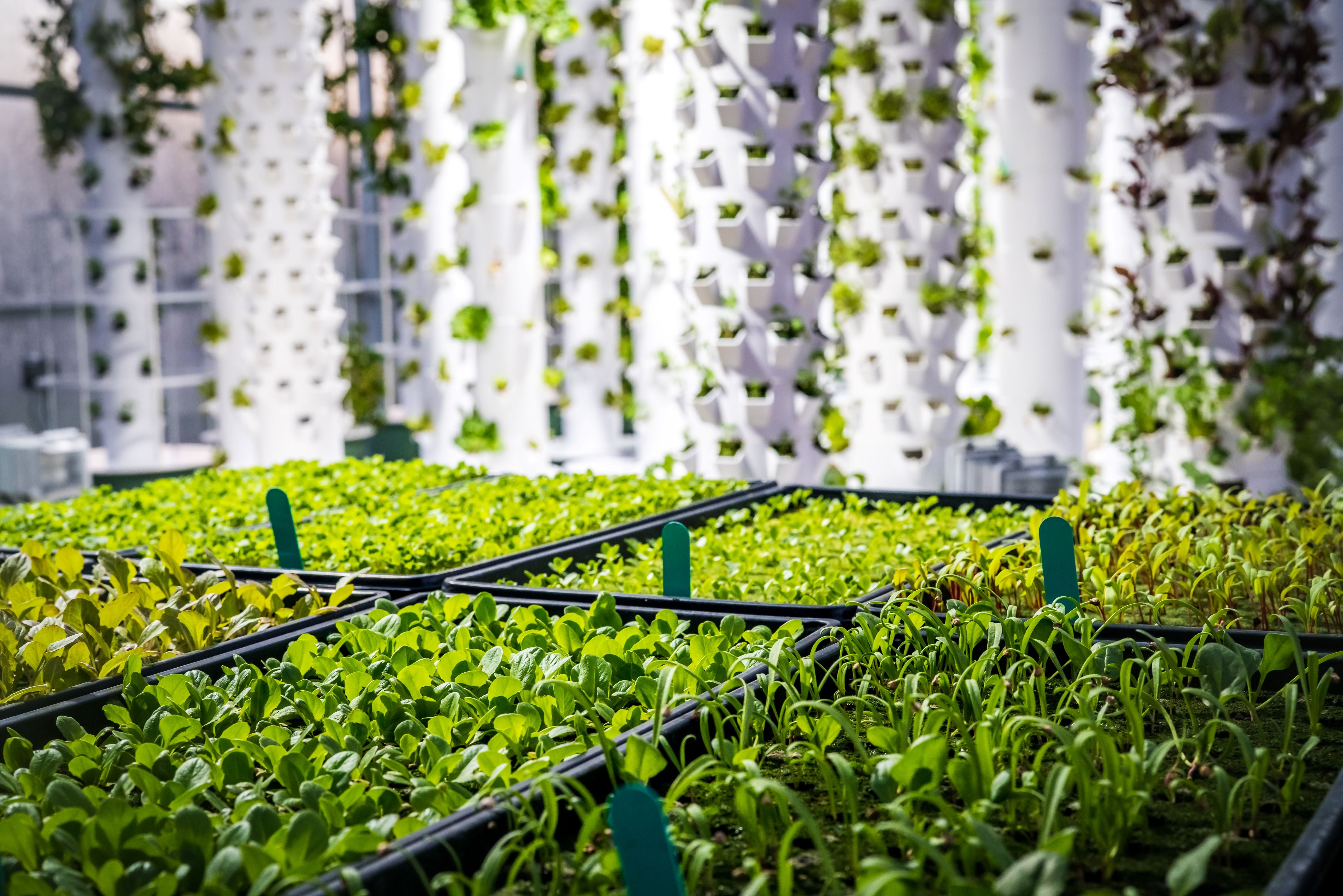 Advantages – Tower Farms