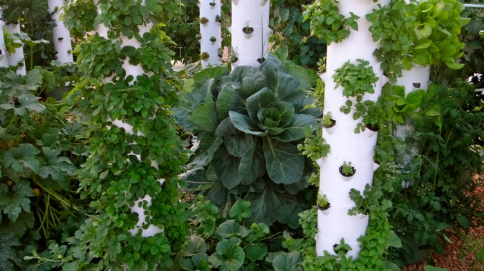 Agrotonomy – Tower Farms