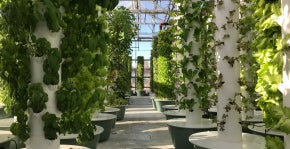 Rooftop Farming – Tower Farms